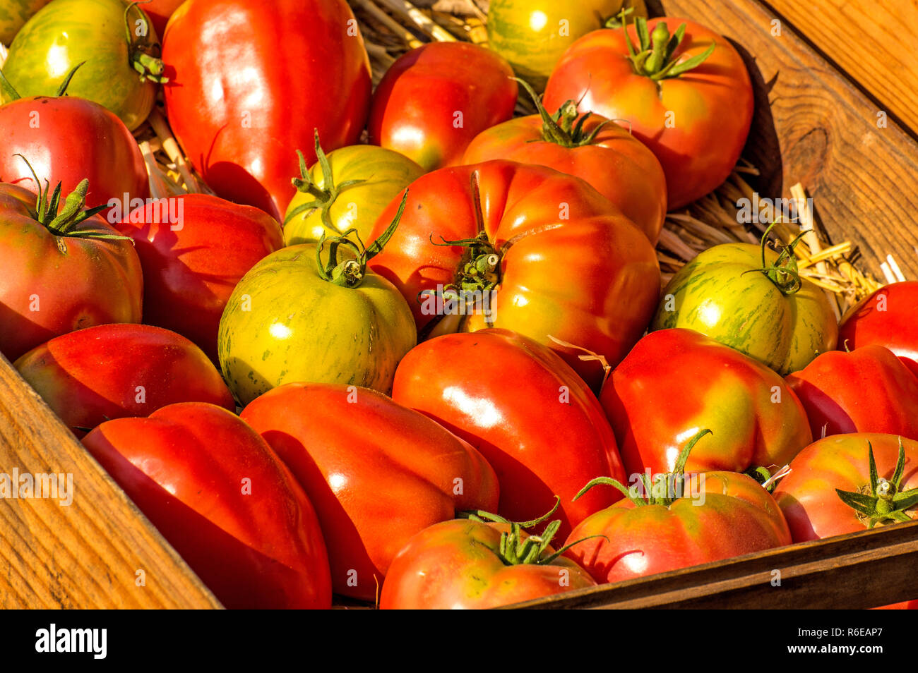 Tomatoes, Old Cultivars Stock Photo - Alamy