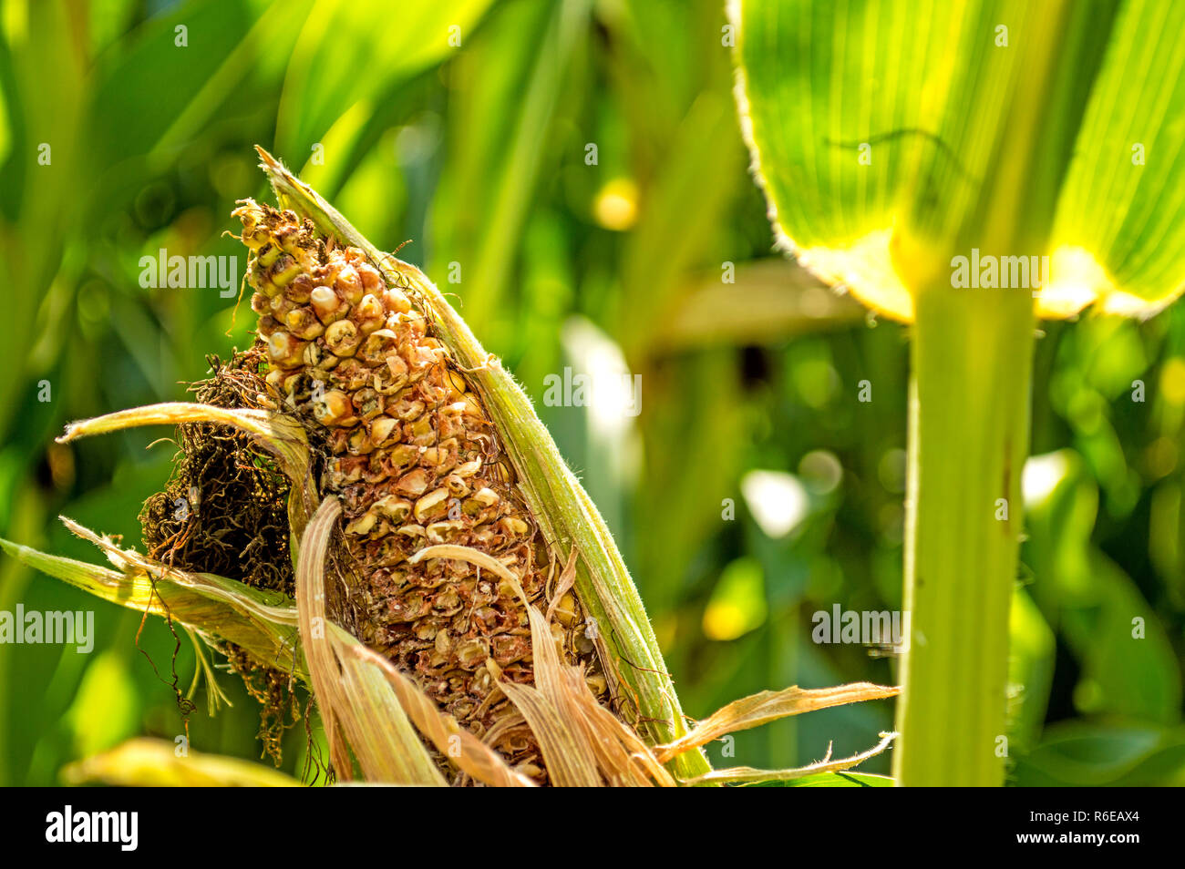 Corn Cob, Withered Stock Photo - Alamy