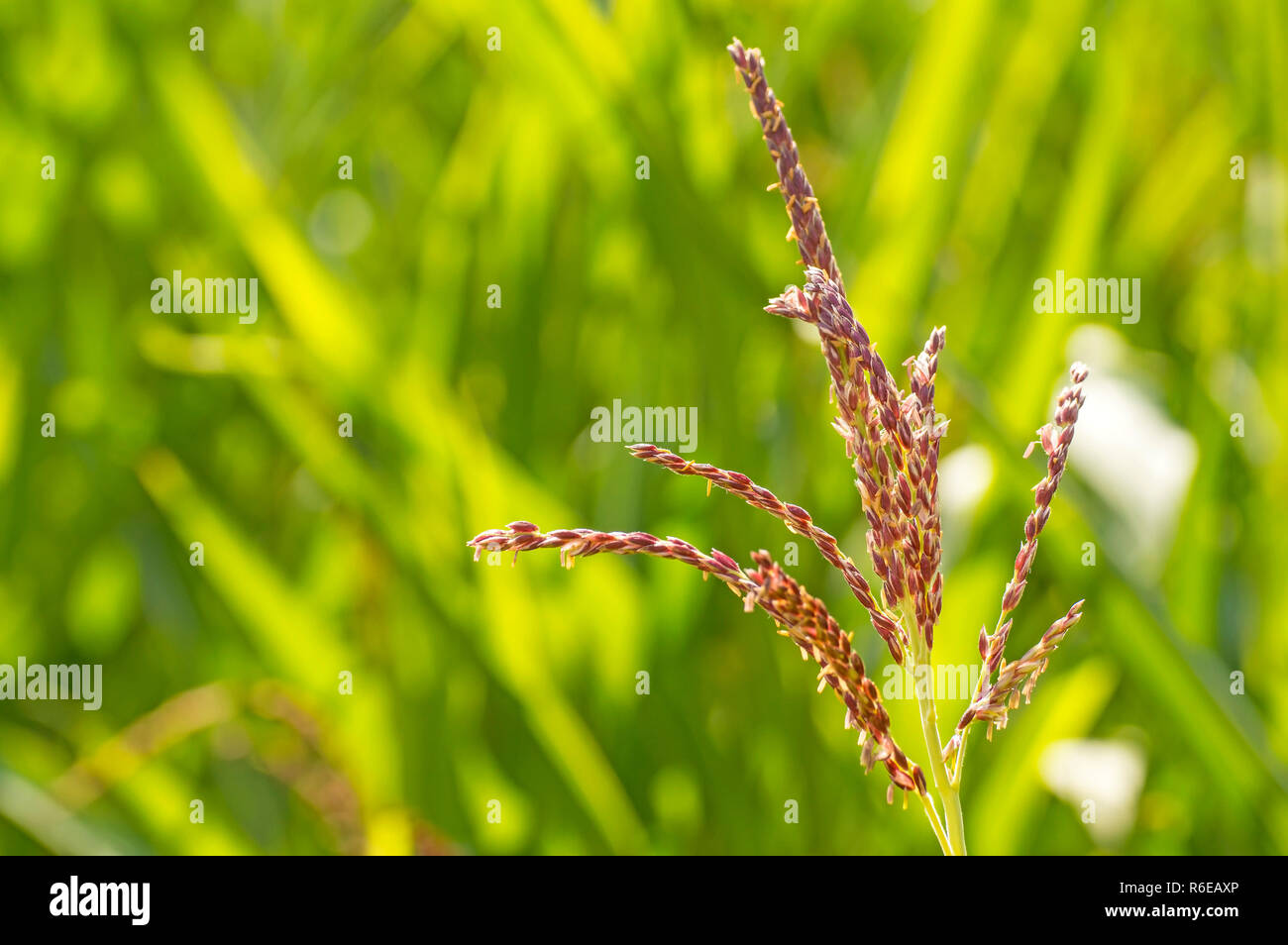 Maize male flower tassel hi-res stock photography and images - Alamy