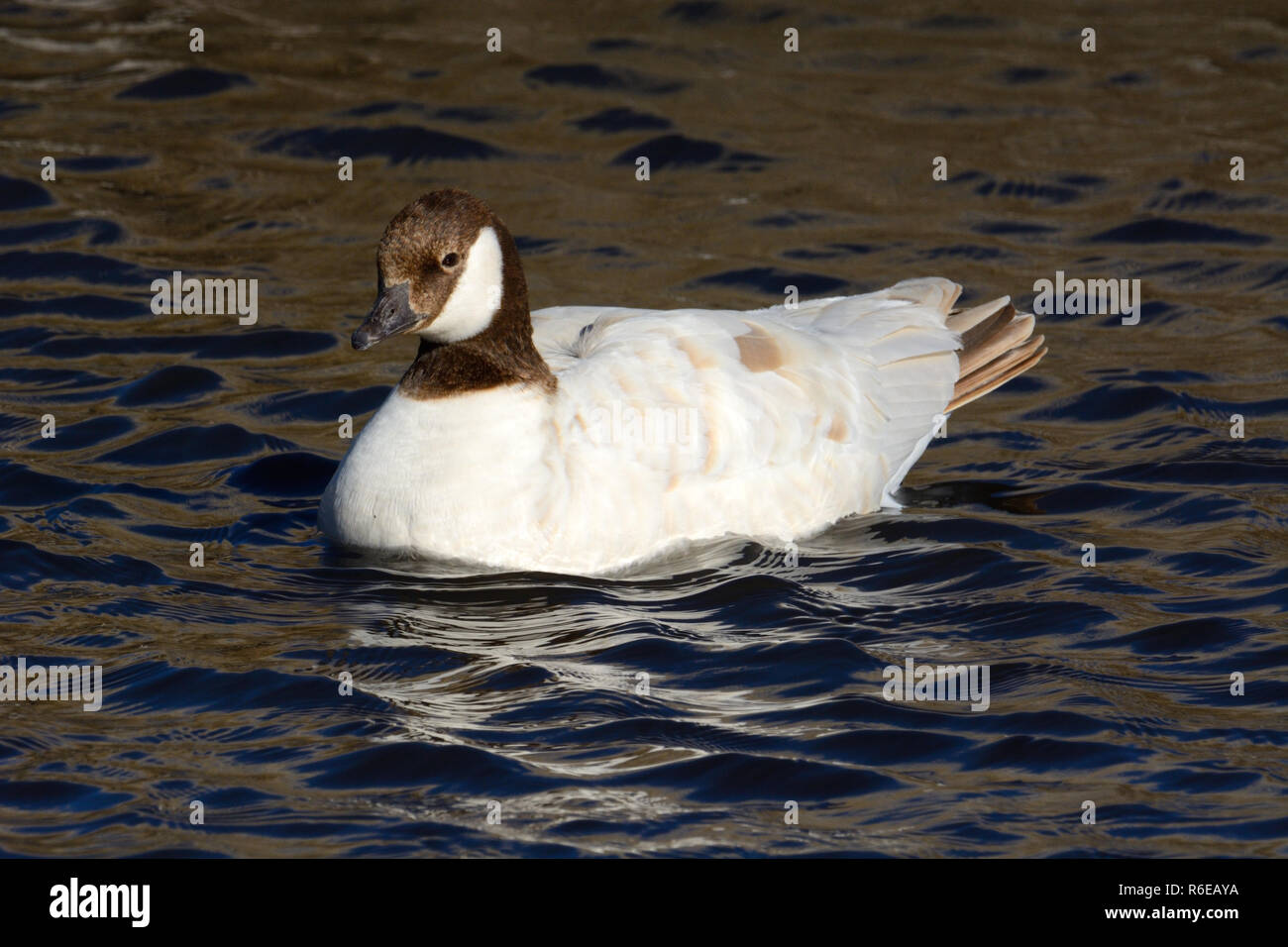 Leucistic cackling goose or Branta hutchinsiiin Colorado swimming on ...
