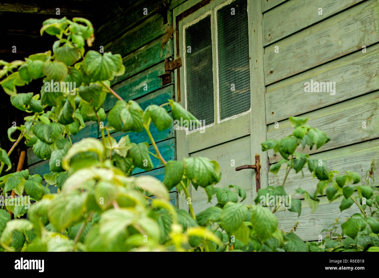 Hidden behind bush hi-res stock photography and images - Alamy