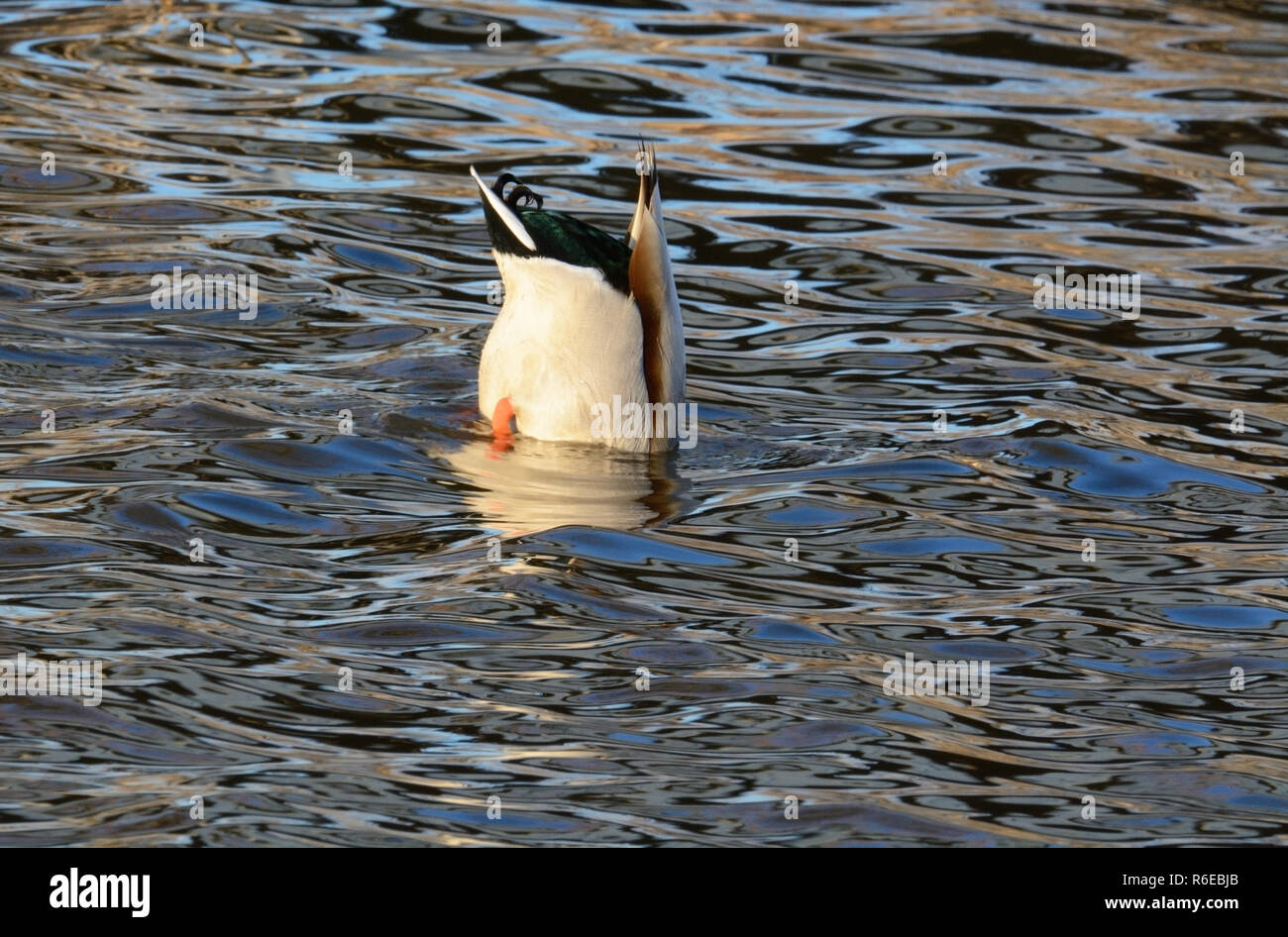 Male mallard duck drake diving for food in wind driven waves on lake ...