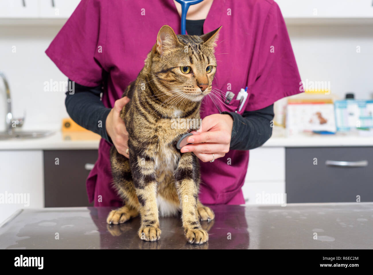 Veterinarian doctor examining a cute cat Stock Photo - Alamy