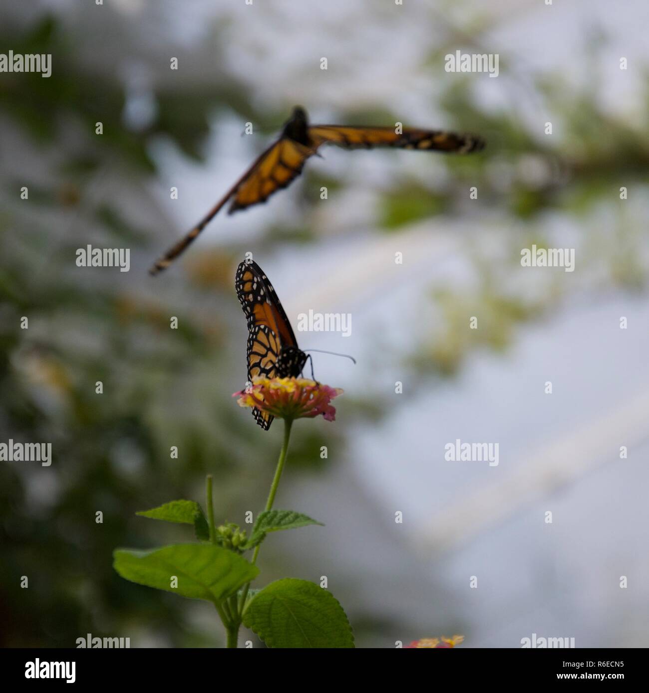 Butterflies in flight hi-res stock photography and images - Alamy