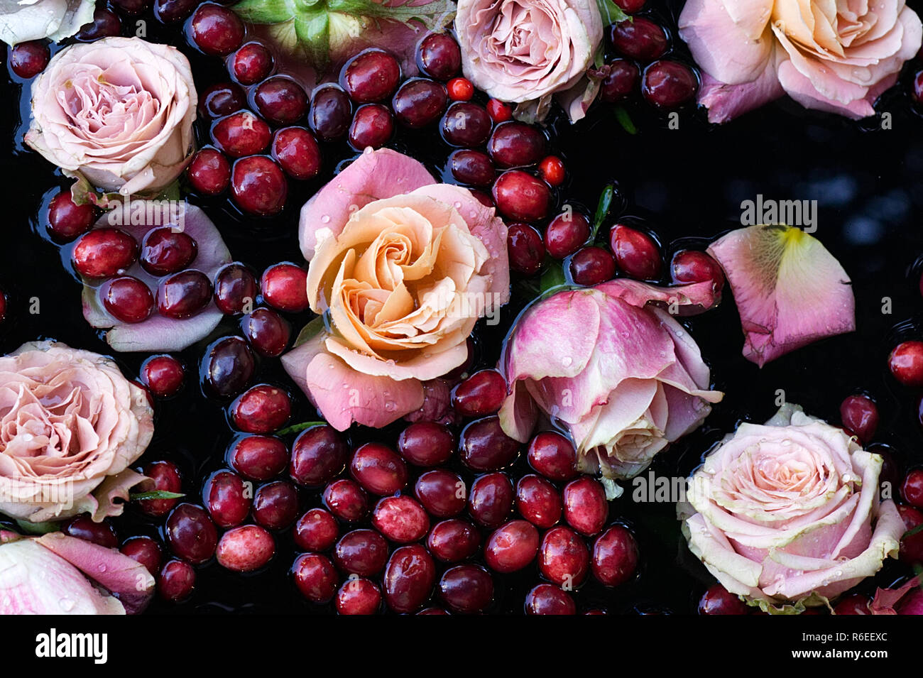 Cranberries and roses in water Stock Photo - Alamy Cranberries and roses in water Stock Photo - Alamy