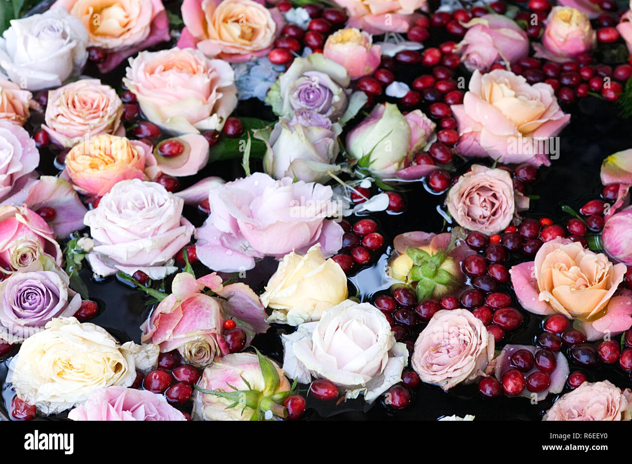 Cranberries and roses in water Stock Photo - Alamy Cranberries and roses in water Stock Photo - Alamy