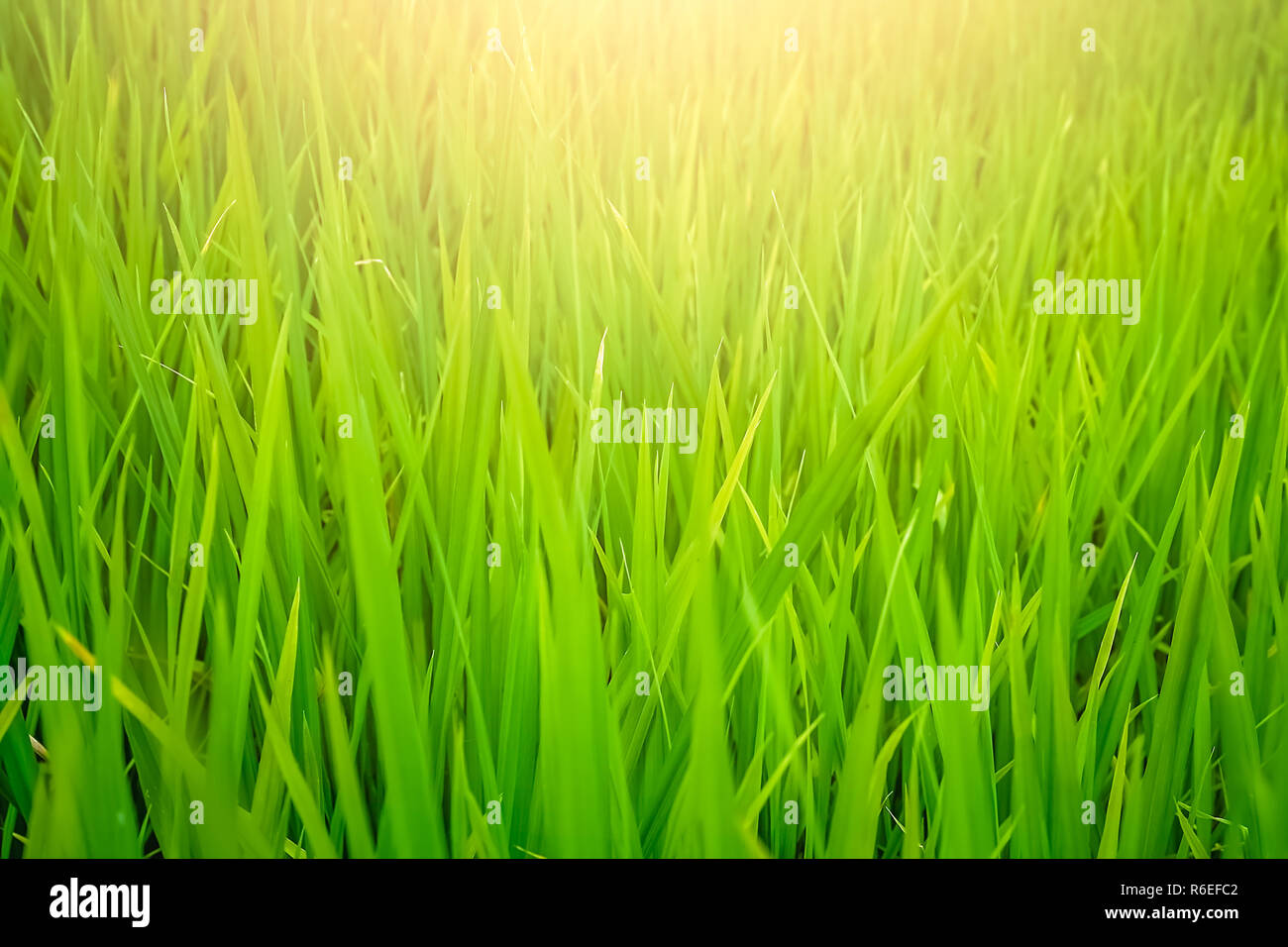 Green grass background overlay Stock Photo - Alamy