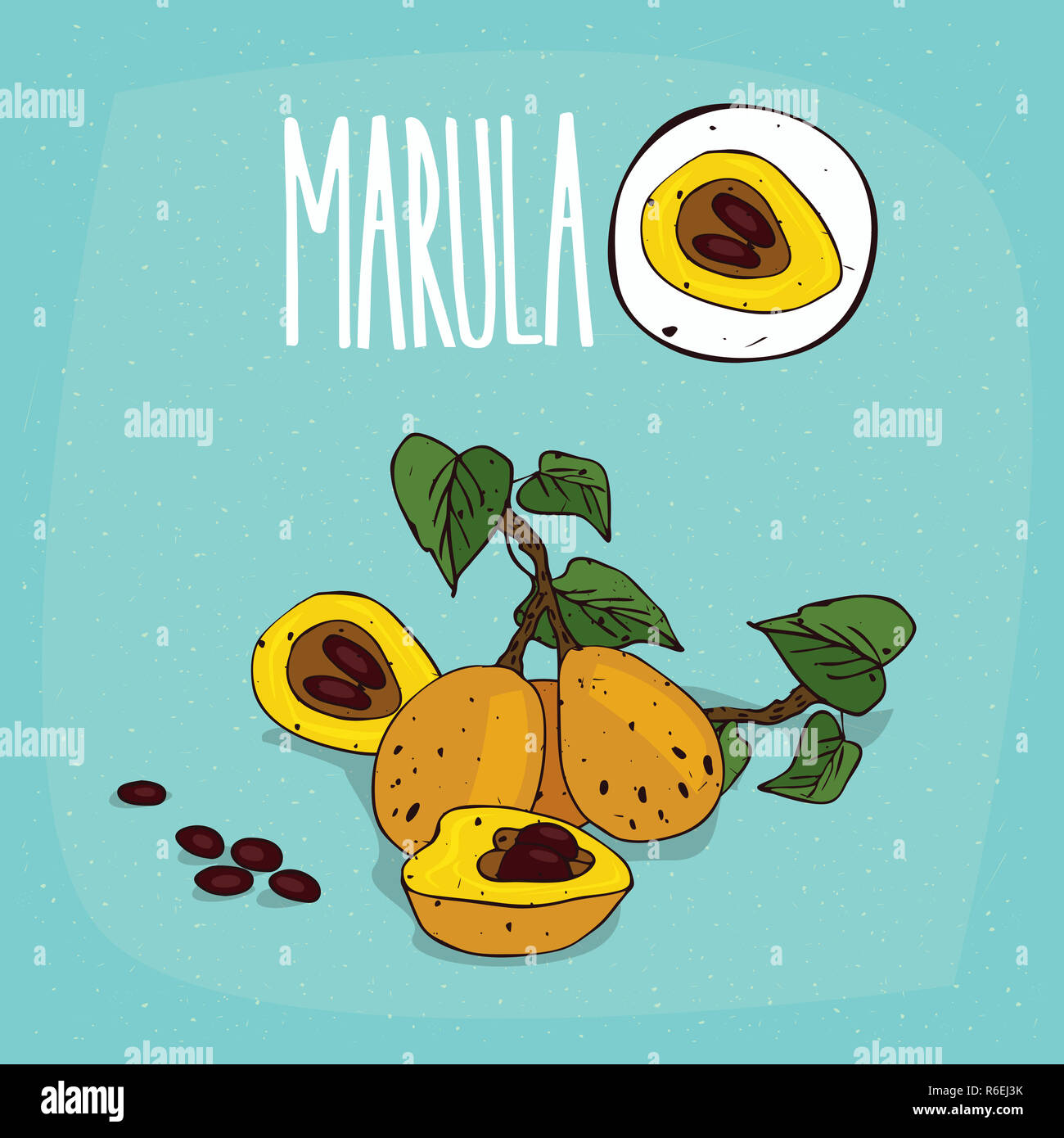 Marula sclerocarya birrea with fruits hi-res stock photography and ...