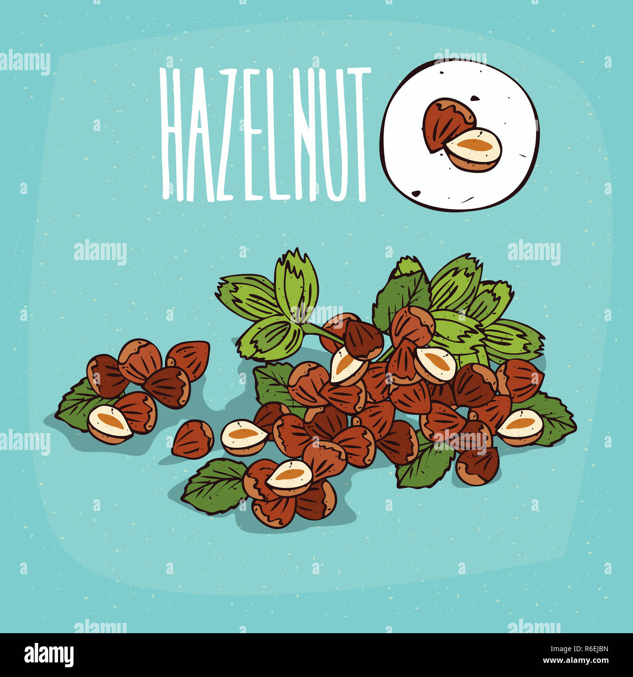 Set of isolated plant Hazelnut nuts herb Stock Photo - Alamy