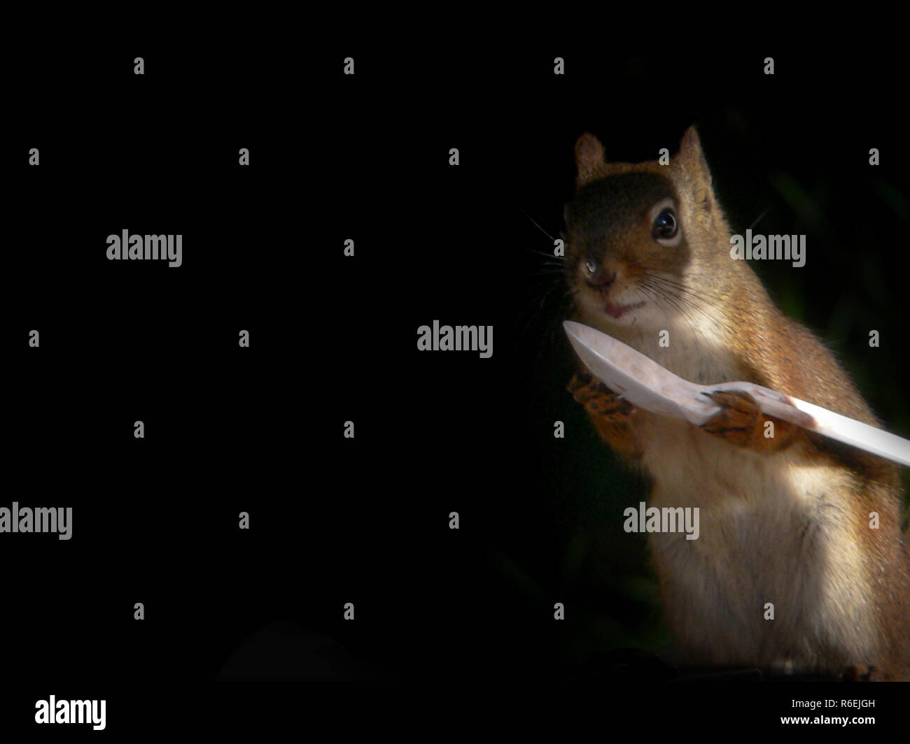 Squirrel holding a plastic spoon on a picnic table Stock Photo - Alamy
