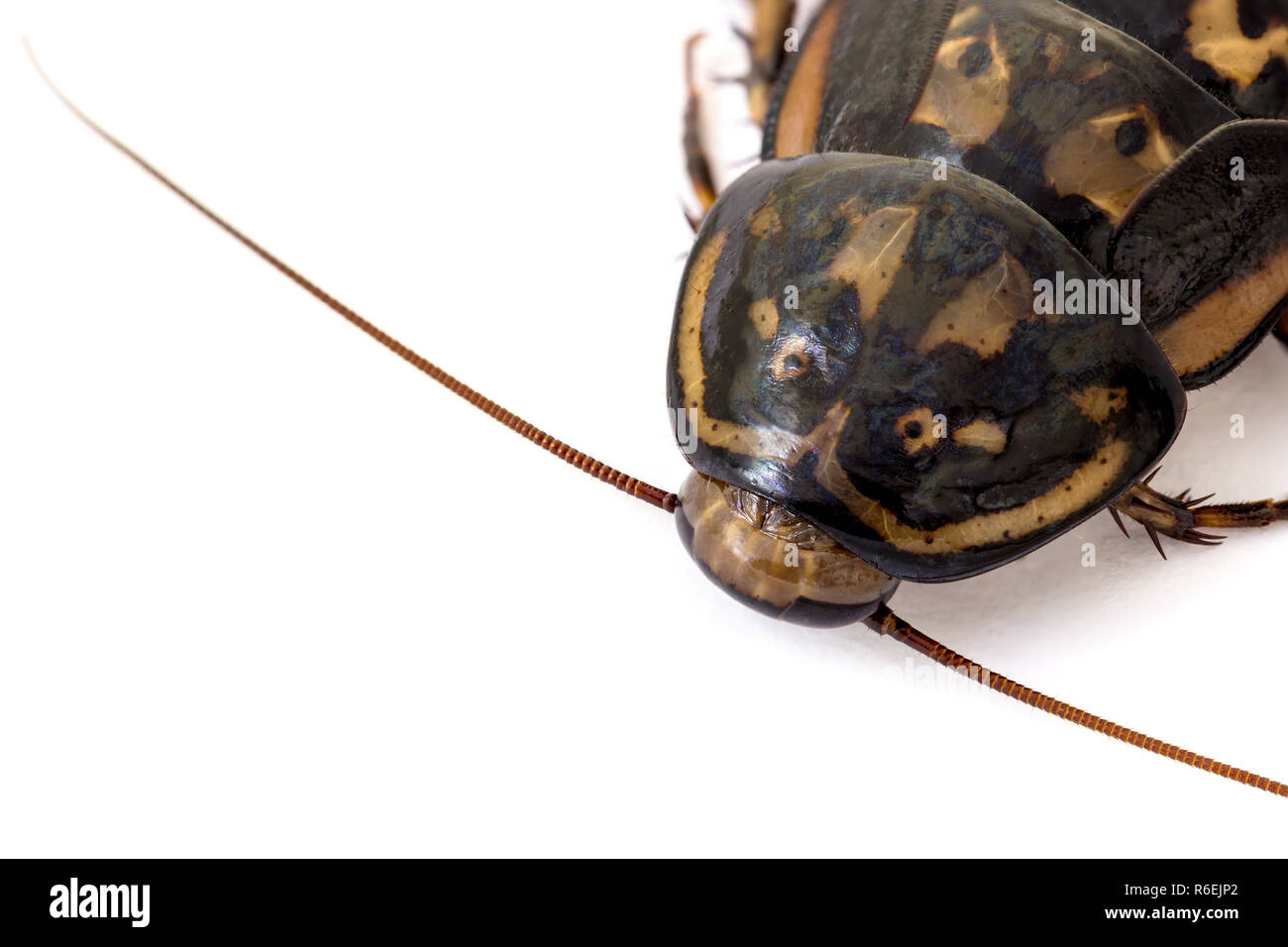 Striped cockroach hi-res stock photography and images - Alamy