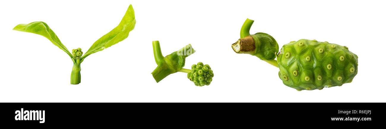 Indian mulberry fruit Cut Out Stock Images & Pictures - Alamy