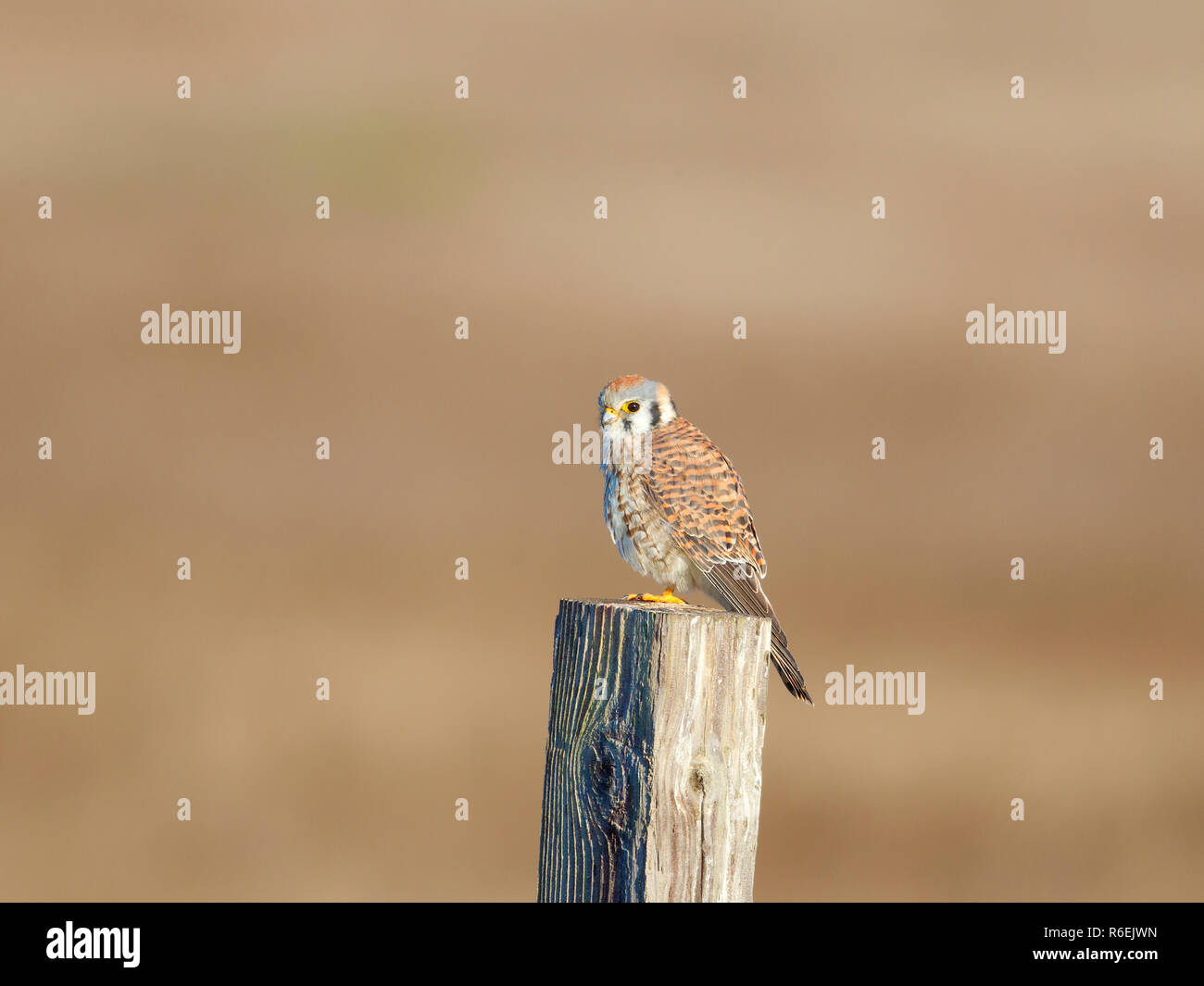 American kestrel female hi-res stock photography and images - Alamy