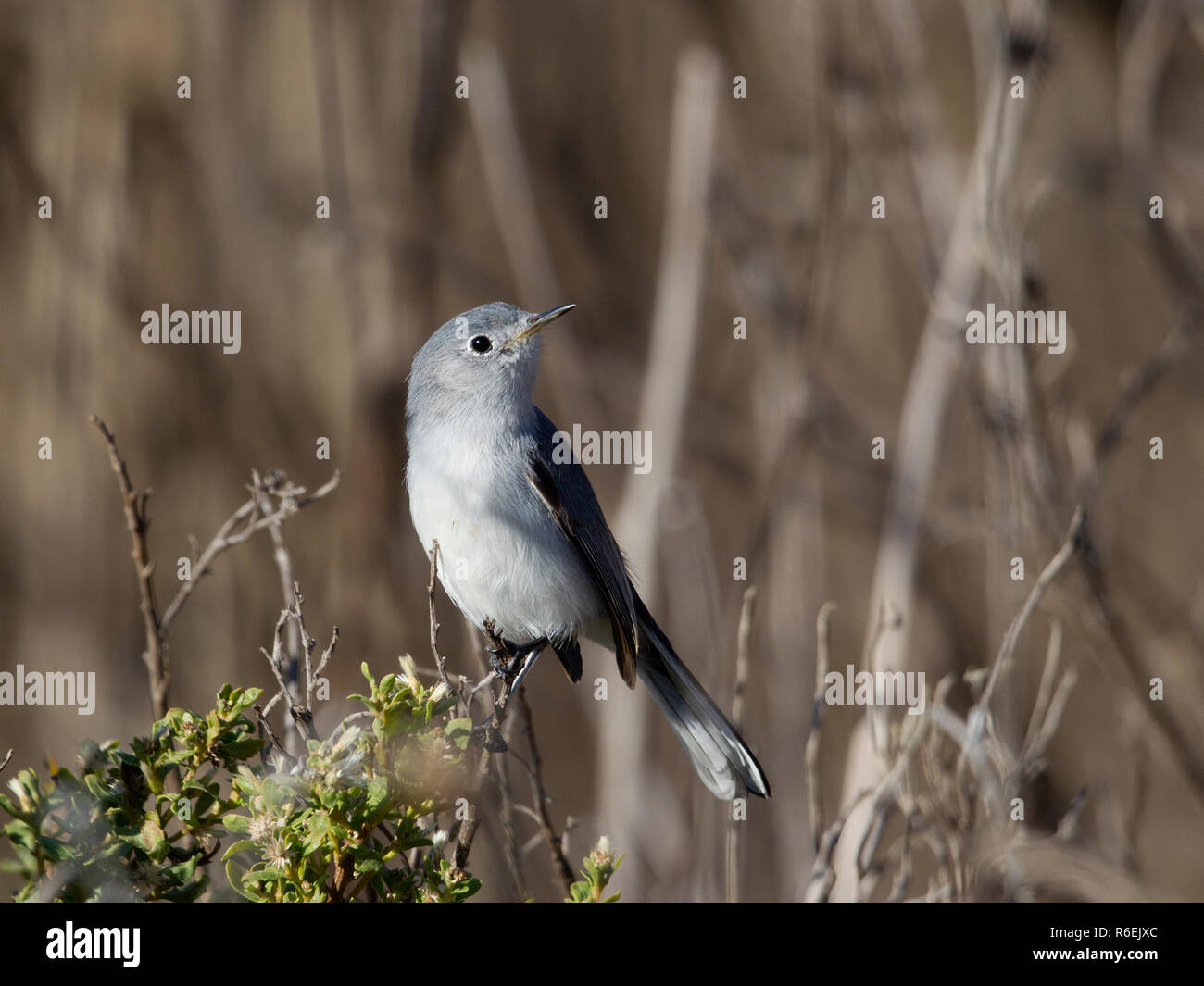Blue gray gnatcatcher Stock Photo - Alamy