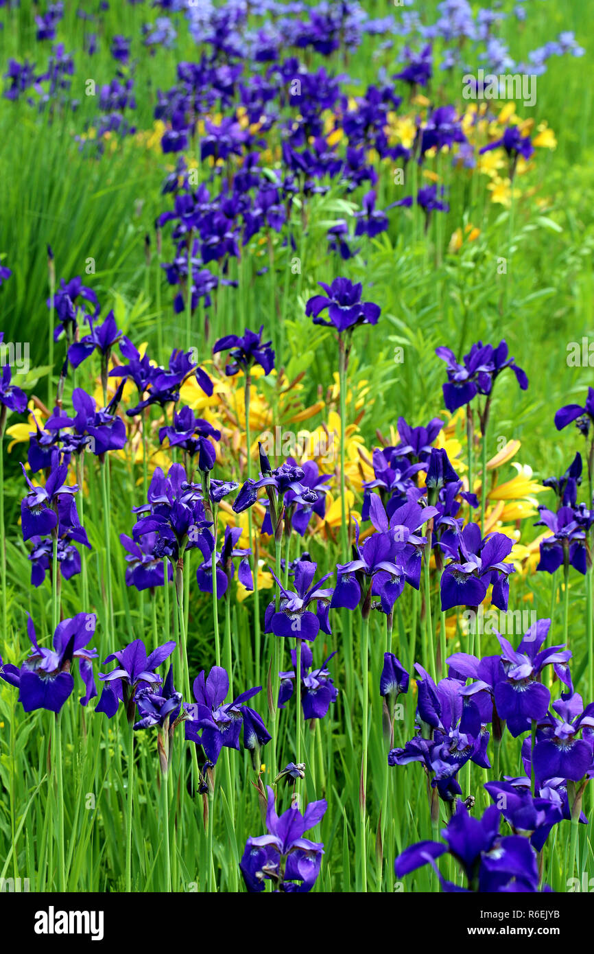 Iris sibirica in the garden hi-res stock photography and images - Alamy