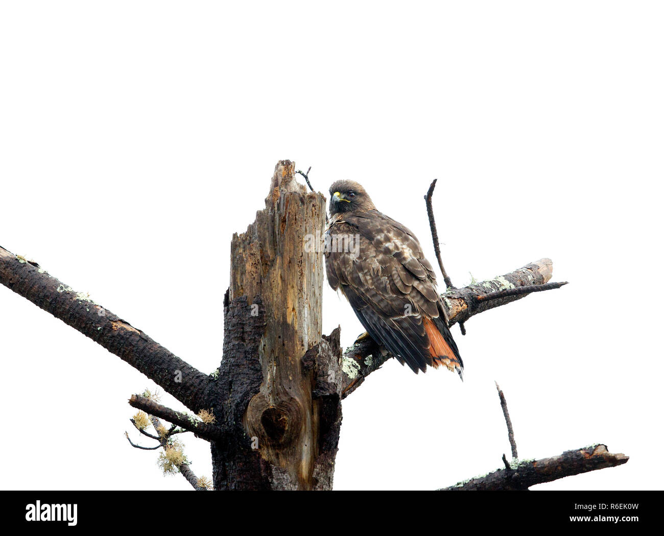 Red tailed Hawk perched on Dead Tree Stock Photo - Alamy