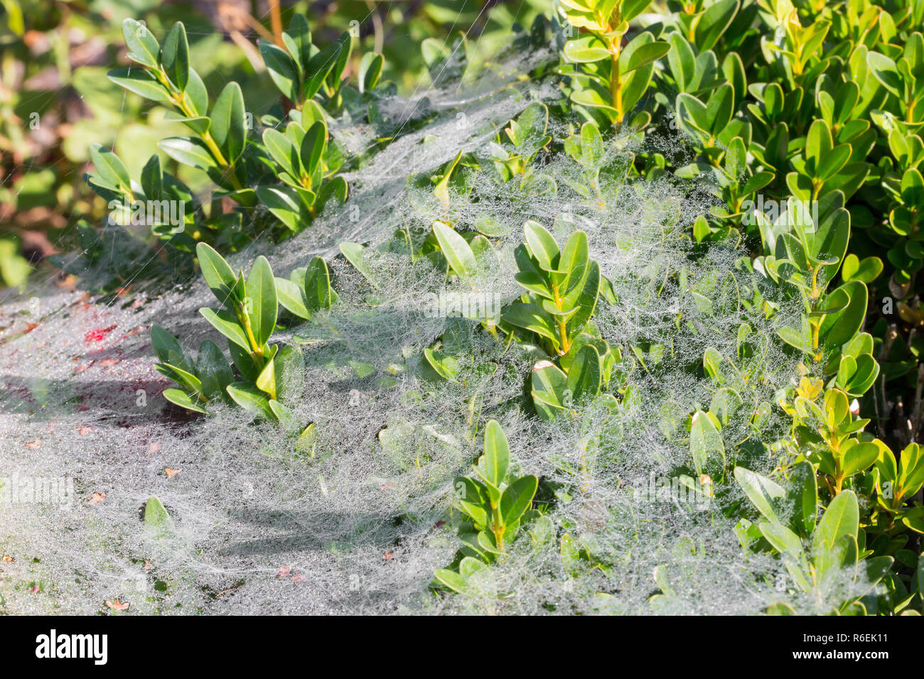 A bush full of cobwebs and dewdrops Stock Photo - Alamy