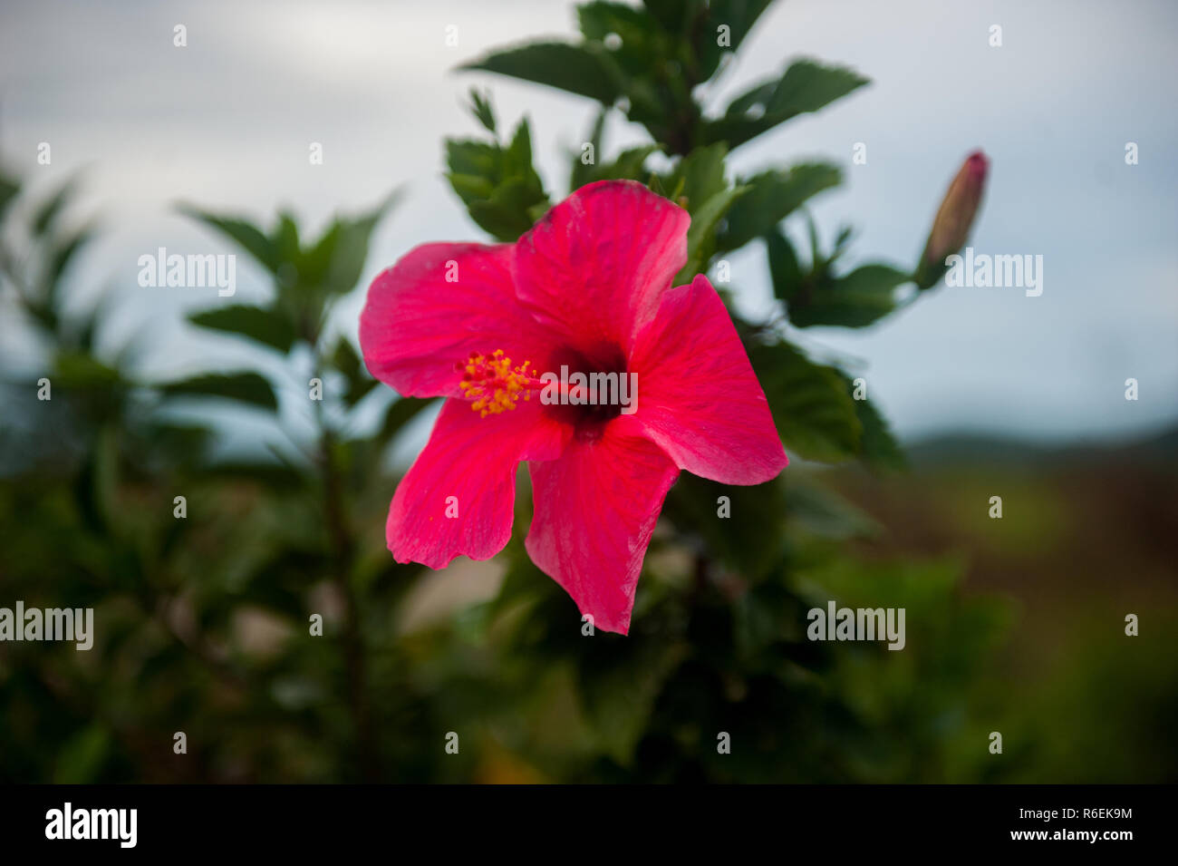 Bunga raya malaysia flower hi-res stock photography and images - Alamy