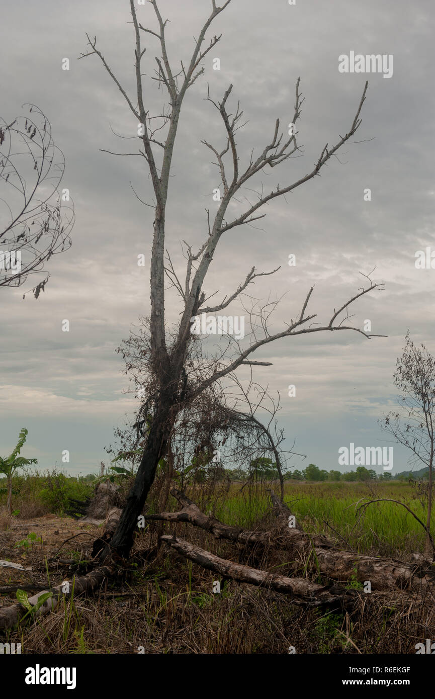 Dead urban leaf hi-res stock photography and images - Alamy