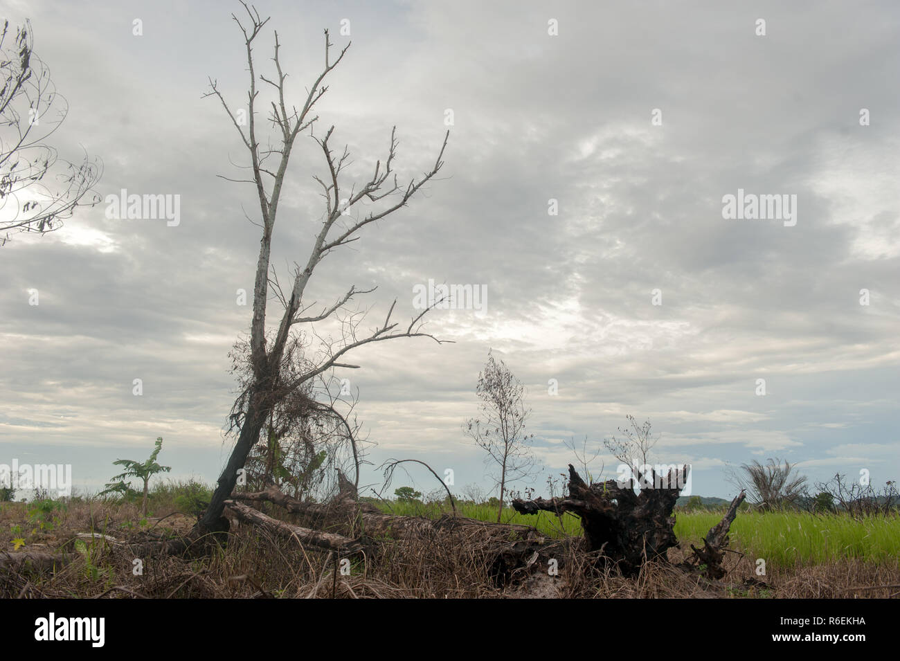 A fallen dead tree Stock Photo - Alamy