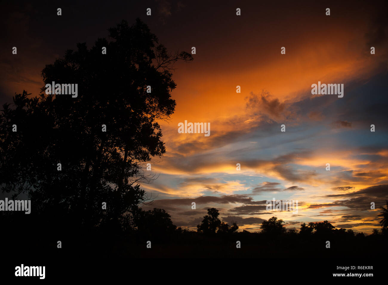 Black tree silhouette sunset hi-res stock photography and images - Alamy