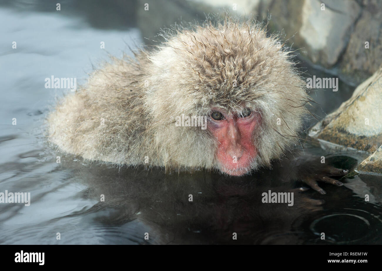 Snow monkey. The Japanese macaque ( Scientific name: Macaca fuscata ...