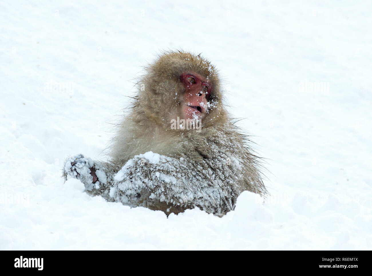 Snow monkey. The Japanese macaque ( Scientific name: Macaca fuscata ...