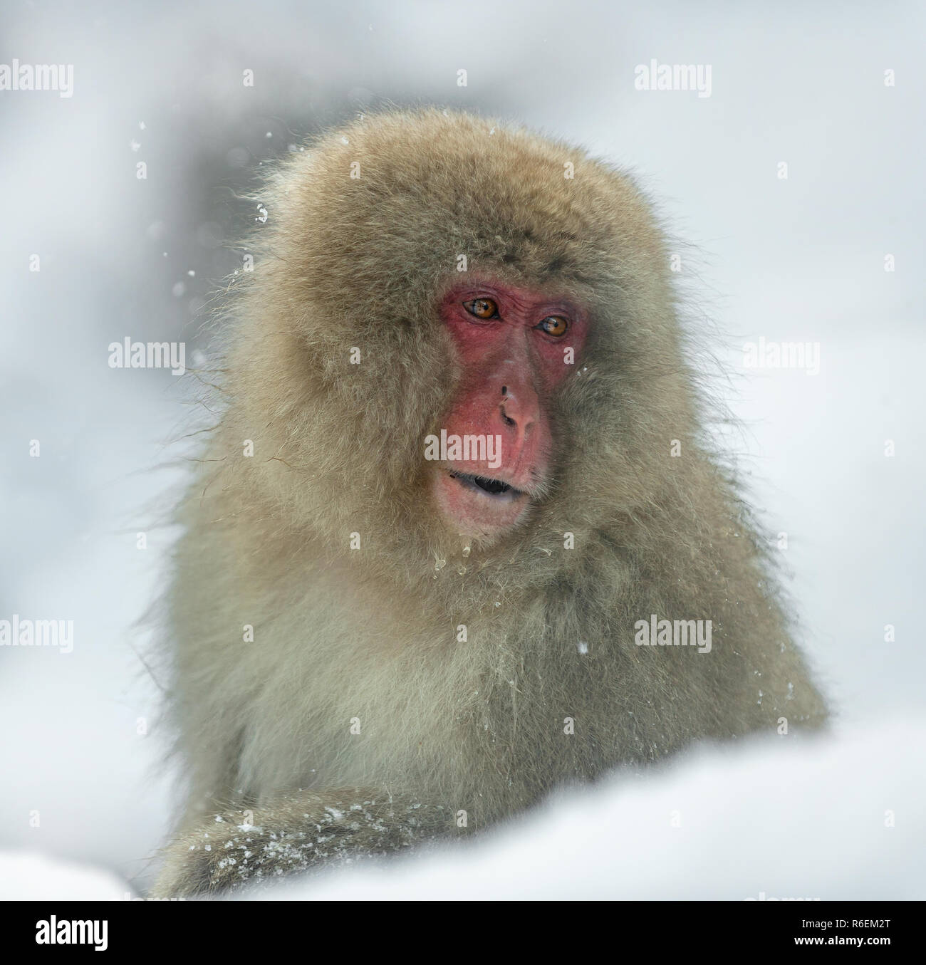 Snow monkey. The Japanese macaque ( Scientific name: Macaca fuscata ...