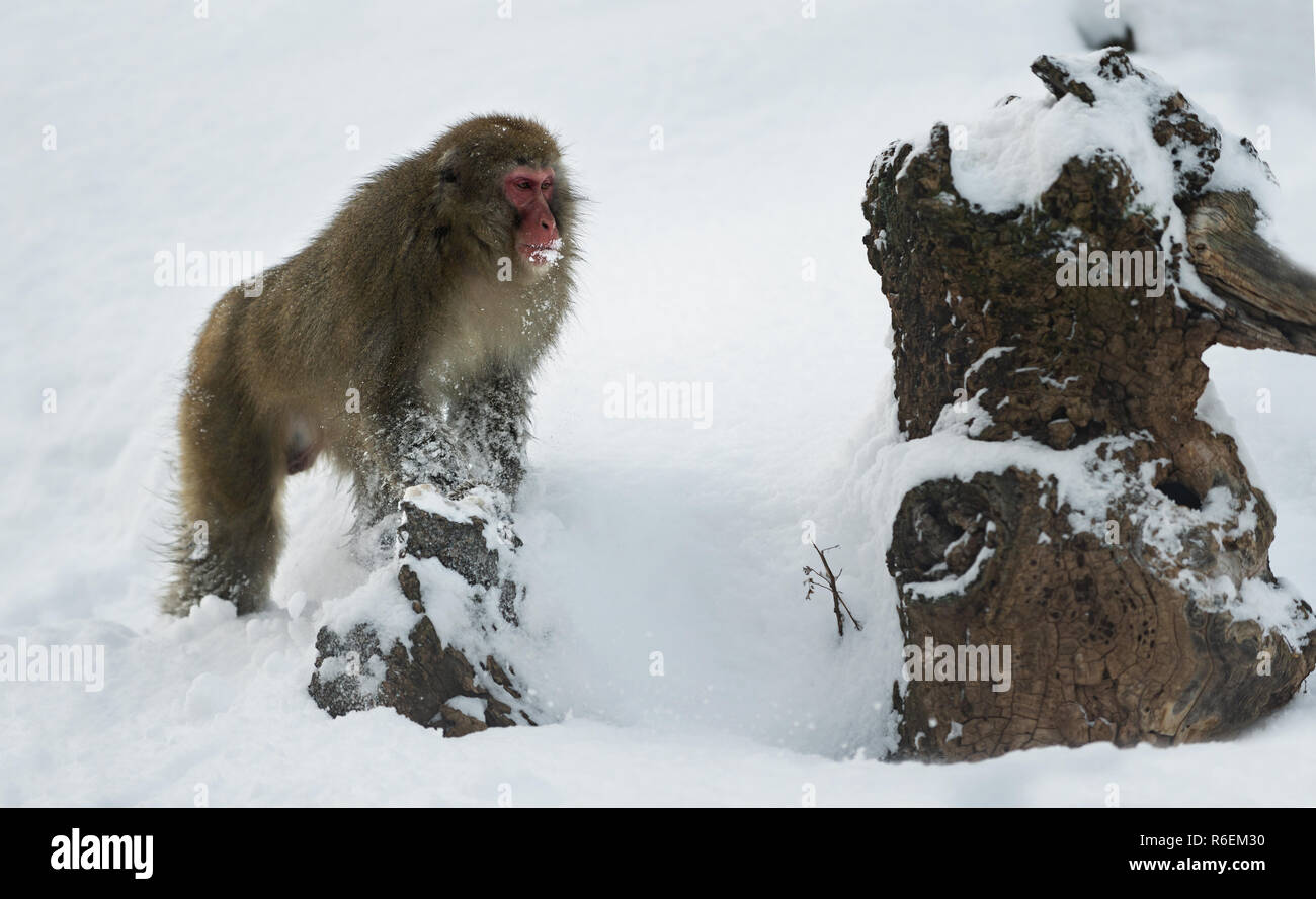 Snow monkey. The Japanese macaque ( Scientific name: Macaca fuscata ...