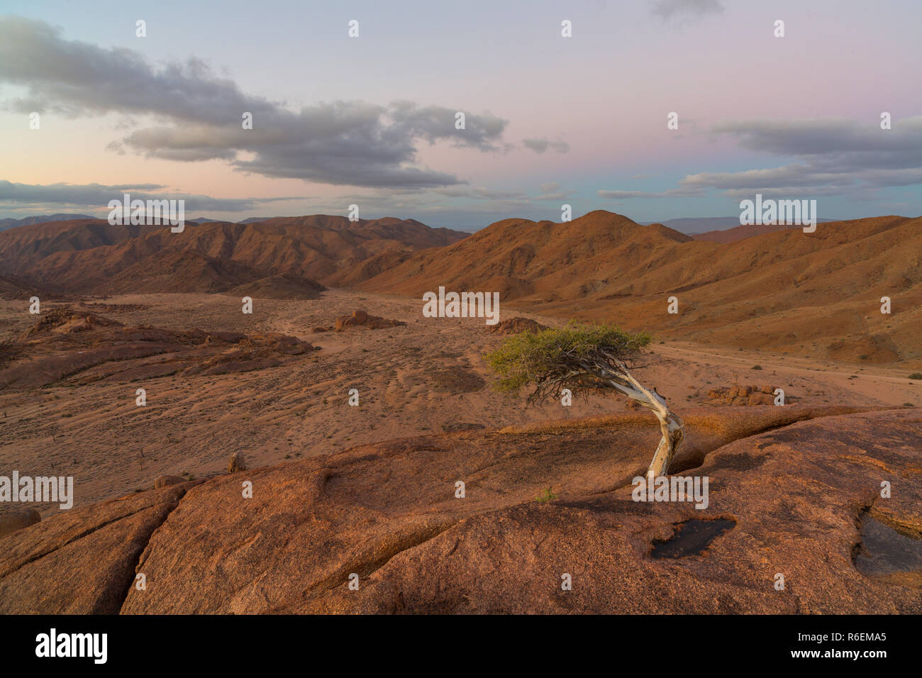 Surviving tree in harsh environment Stock Photo - Alamy