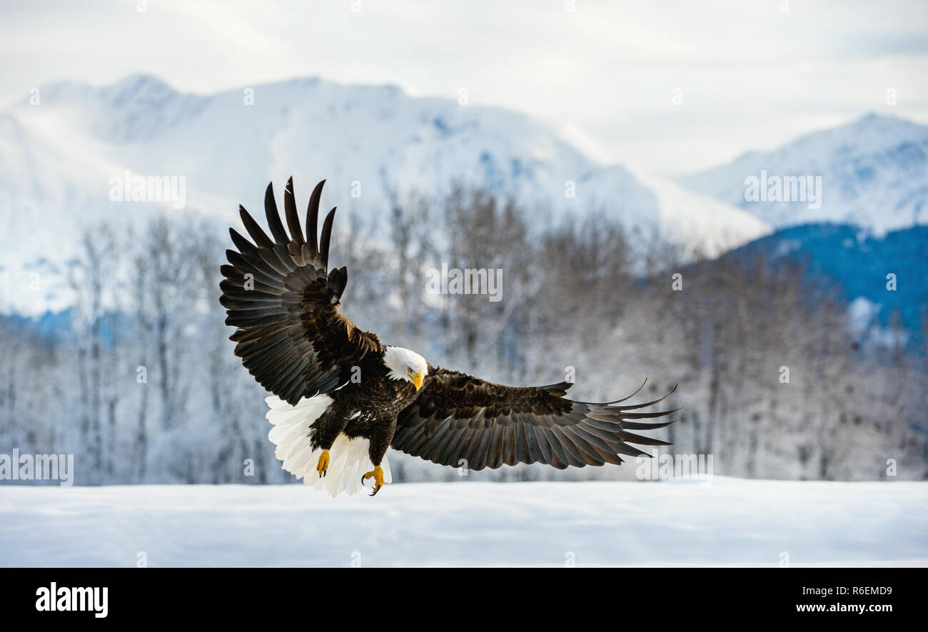 Adult Bald Eagle ( Haliaeetus leucocephalus washingtoniensis ) in ...