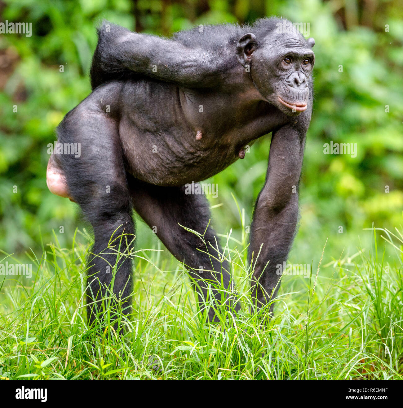 Adult female of Bonobo on the Green natural background in natural ...