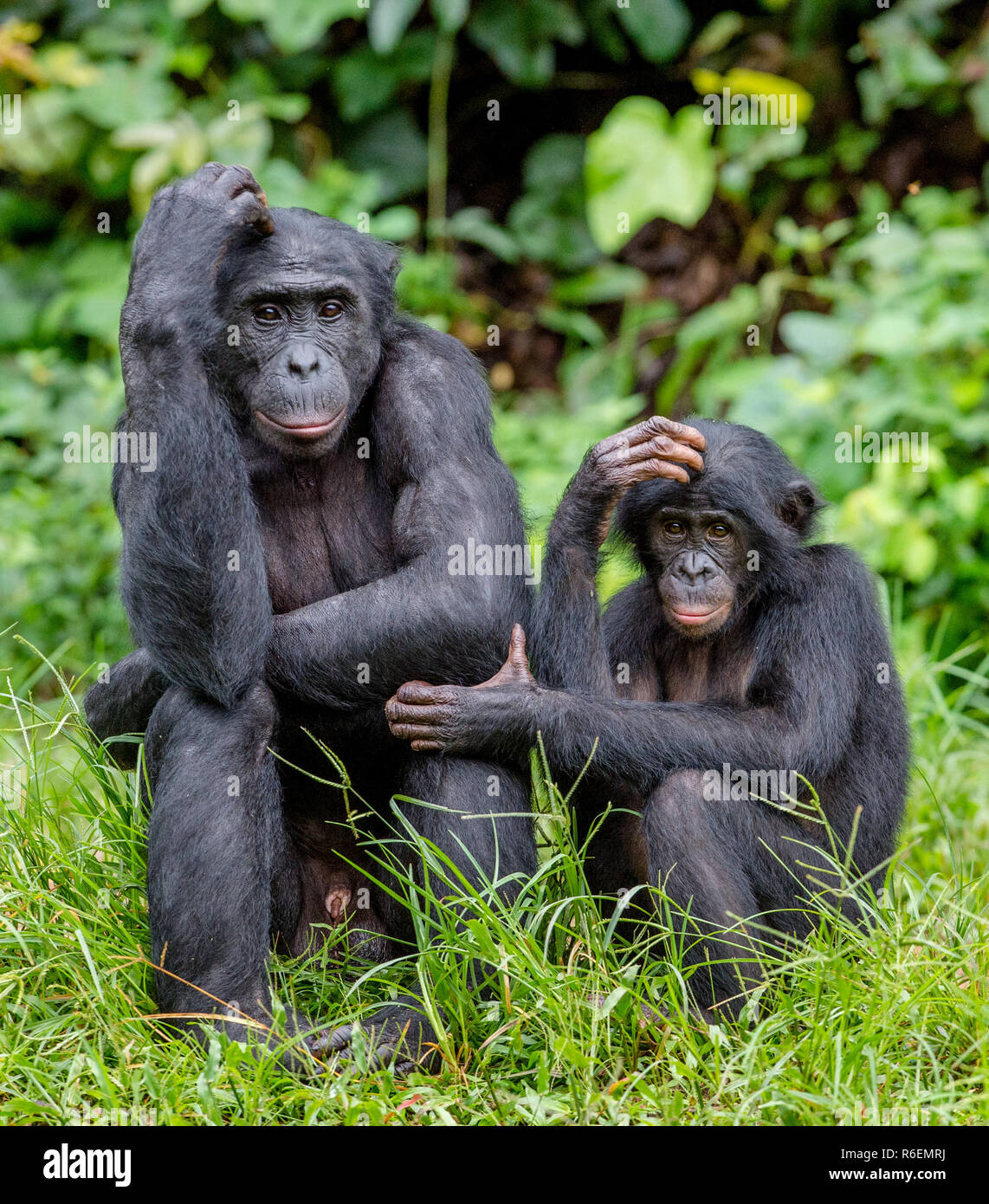 Bonobos in natural habitat on Green natural background. The Bonobo ...