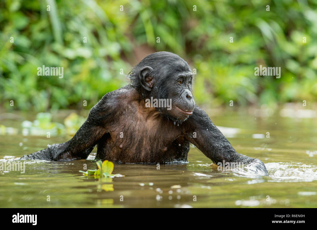 Bonobo in the water. Natural habitat. Green natural background. The ...