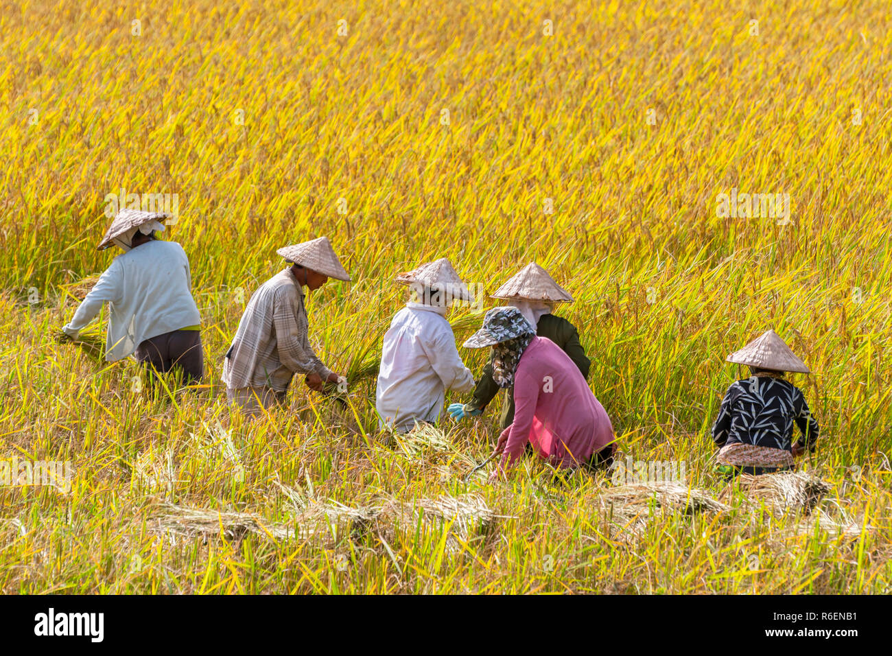 Farmers Working In Rice Fields In Rural Landscape Vang Vieng Laos Stock ...