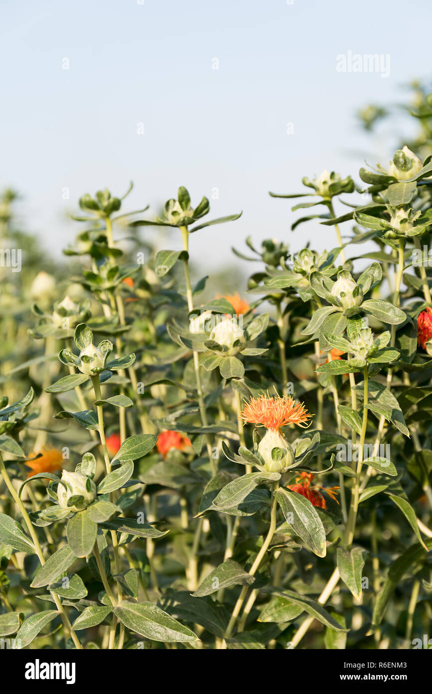 Safflower has begun to bloom Stock Photo - Alamy