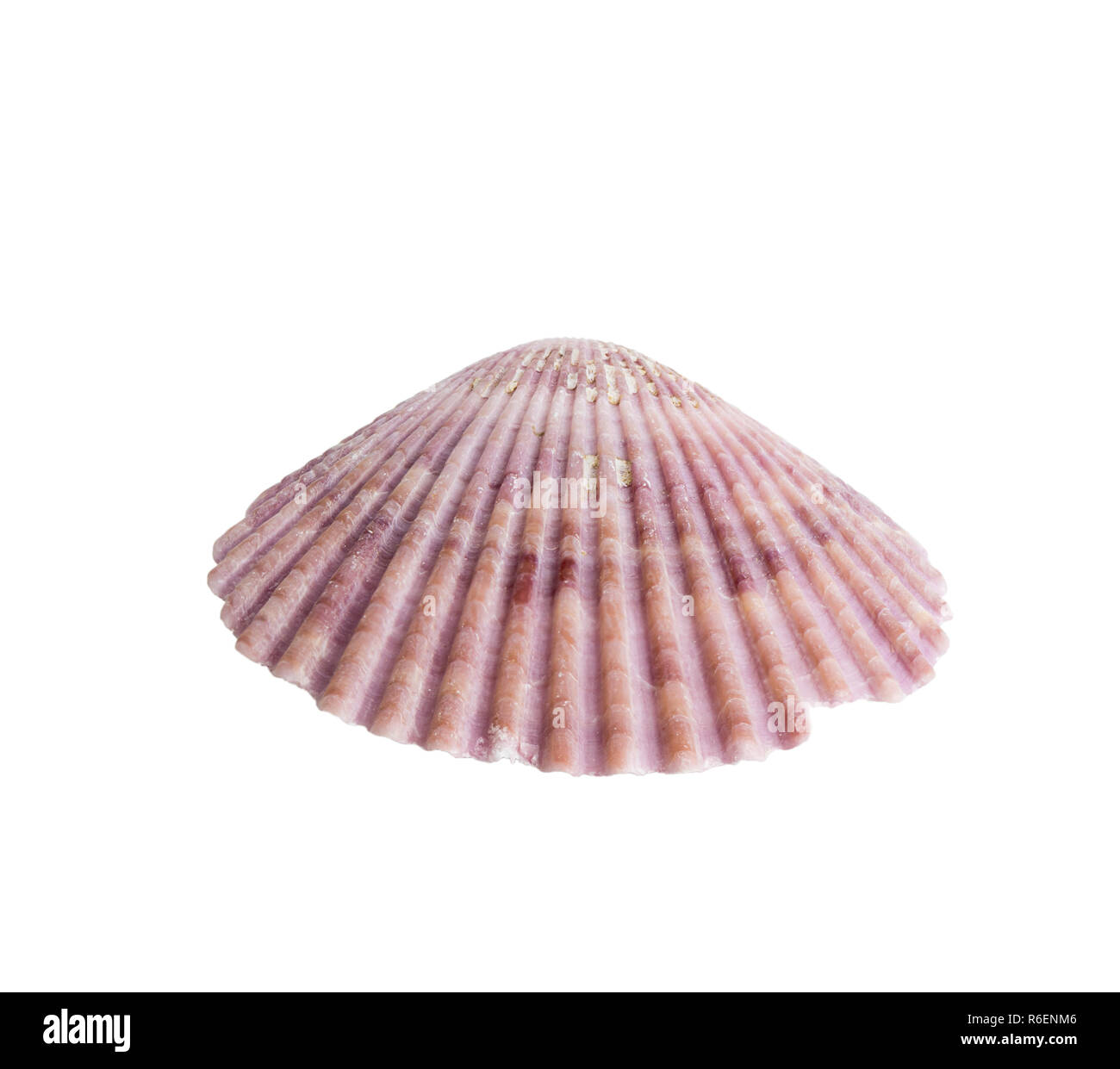Scallop seashell isolated on white Stock Photo - Alamy