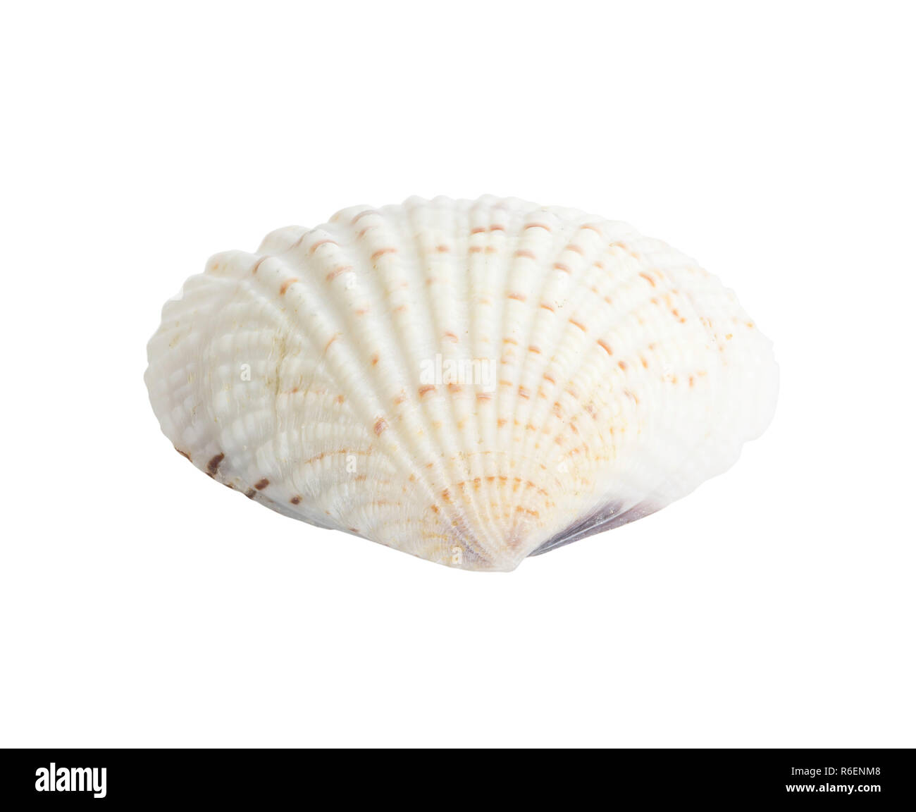 Scallop seashell isolated on white Stock Photo - Alamy