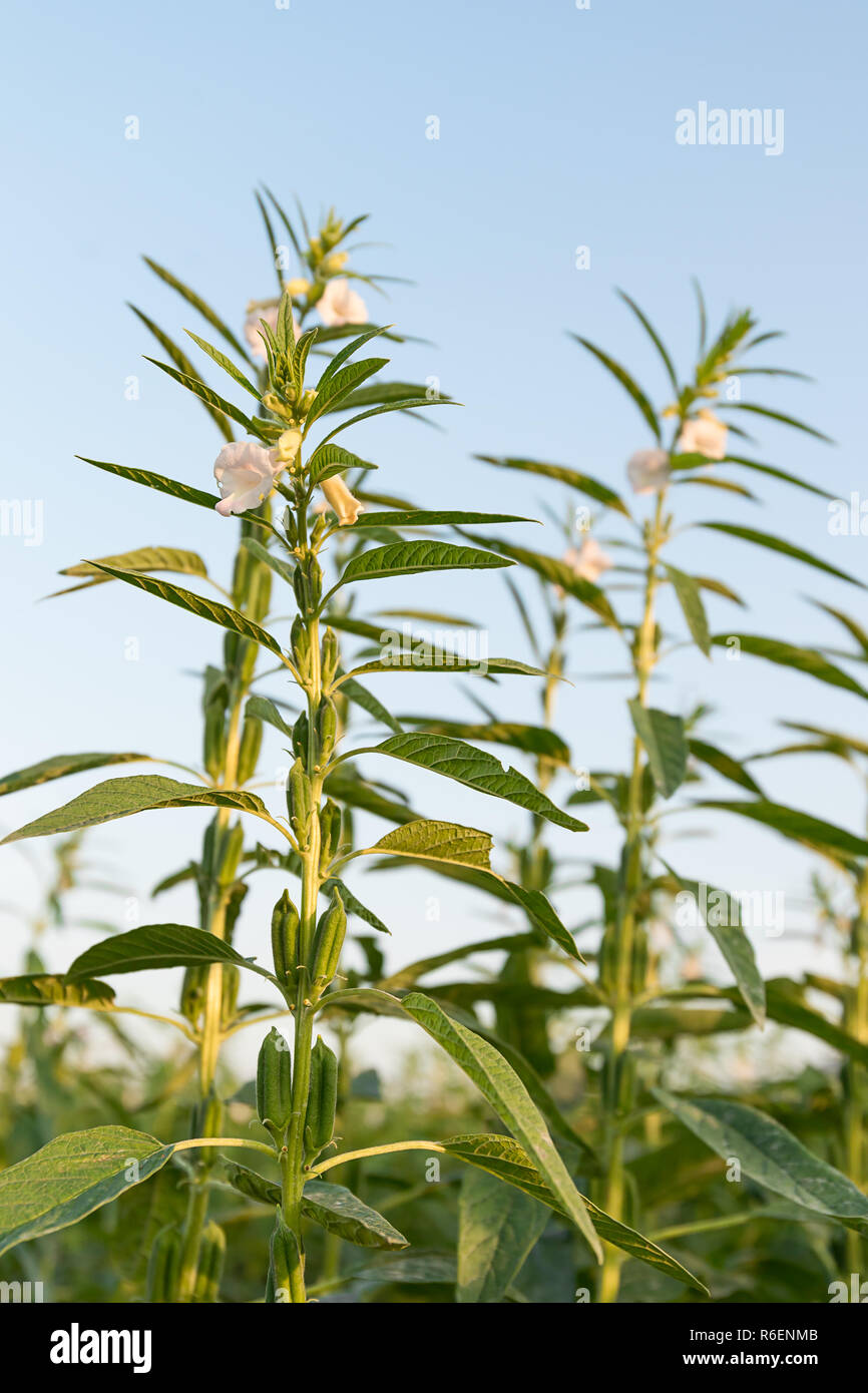 Sesame on tree in plant Stock Photo - Alamy