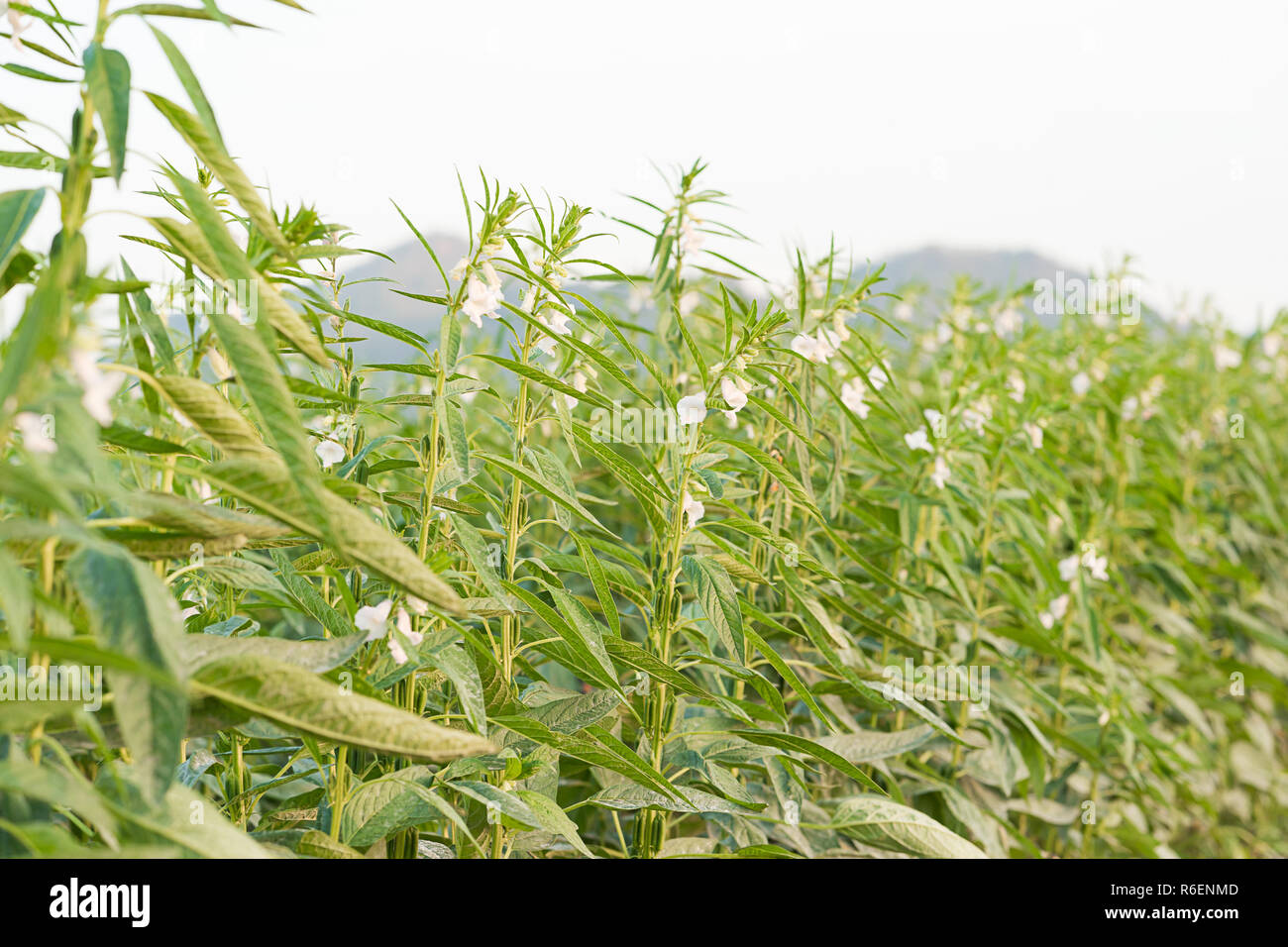 Sesame on tree in plant Stock Photo - Alamy