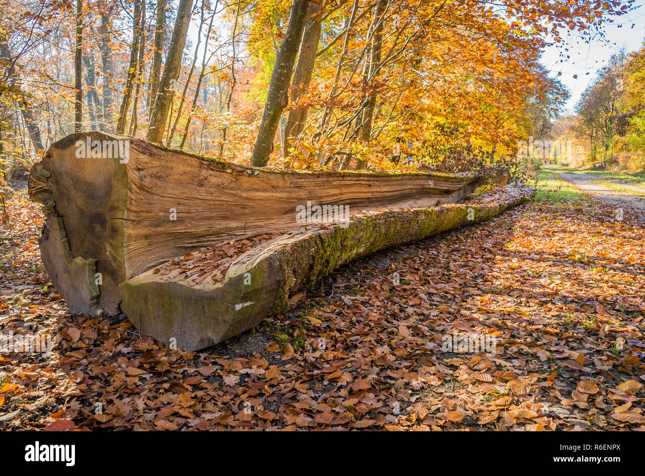 Tree cut open in the Fontainebleau forest Stock Photo - Alamy