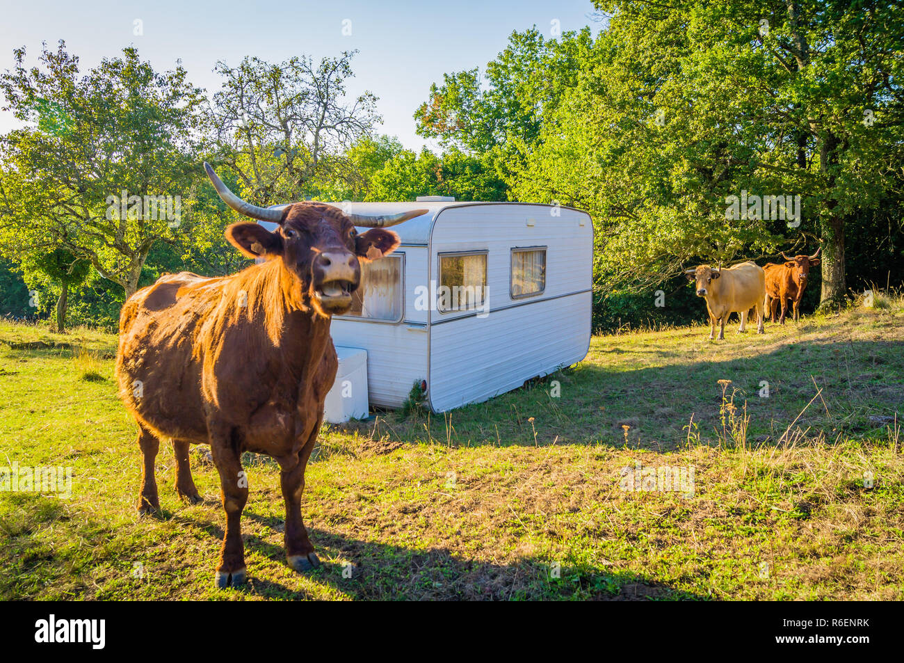 Cow in a caravan camping Stock Photo - Alamy