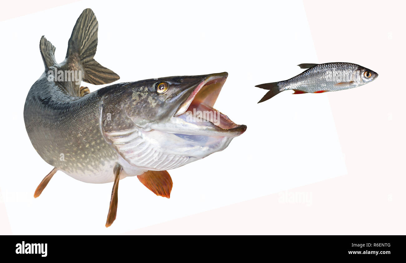 Chasing food Cut Out Stock Images & Pictures - Alamy