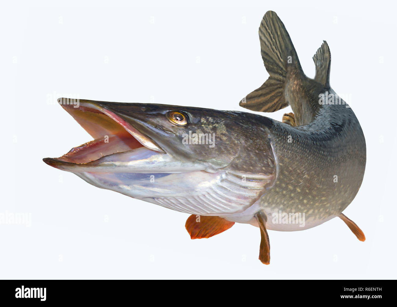 Optional fin hi-res stock photography and images - Alamy