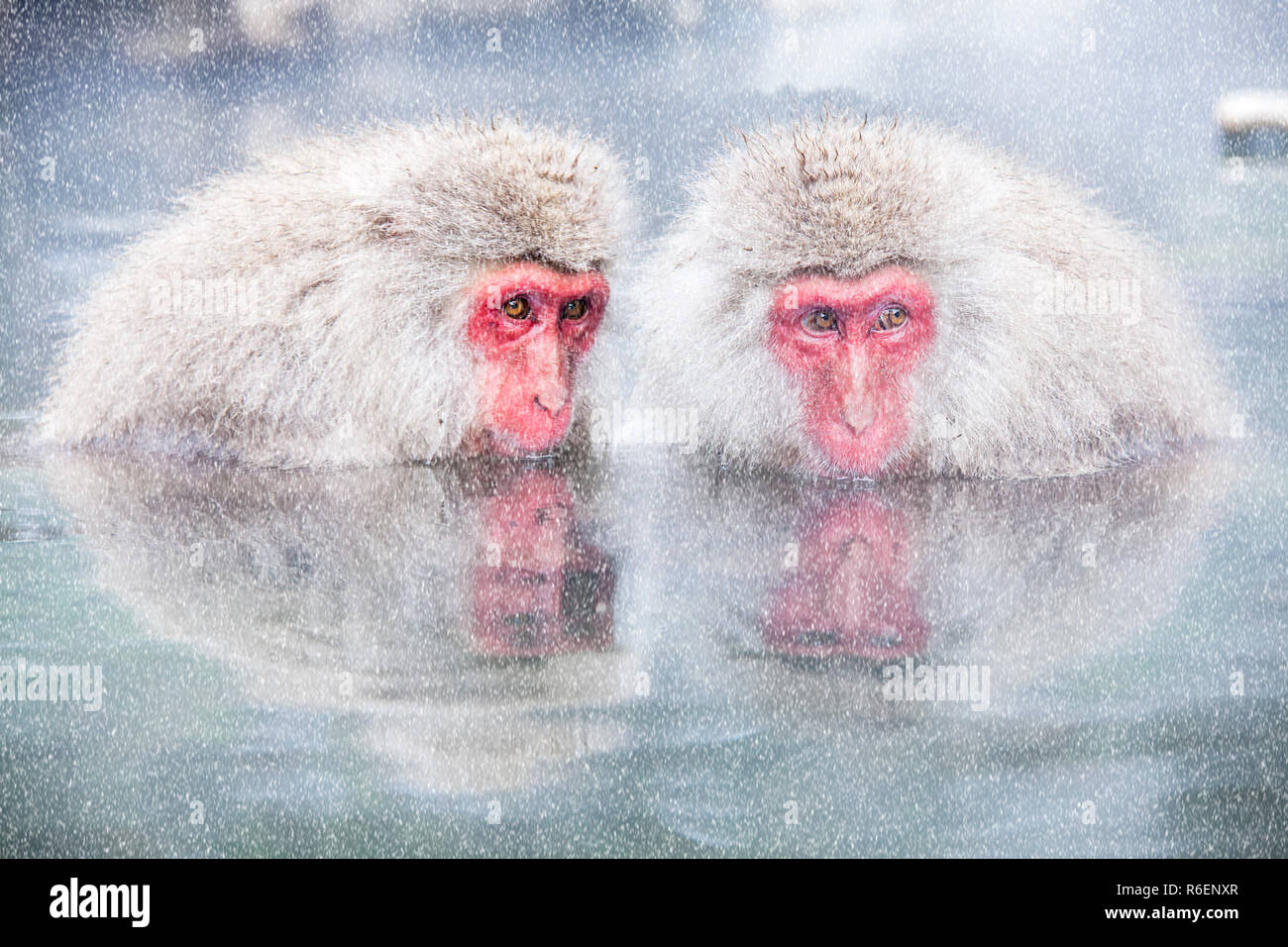 Carbon Cub High Resolution Stock Photography and Images - Alamy