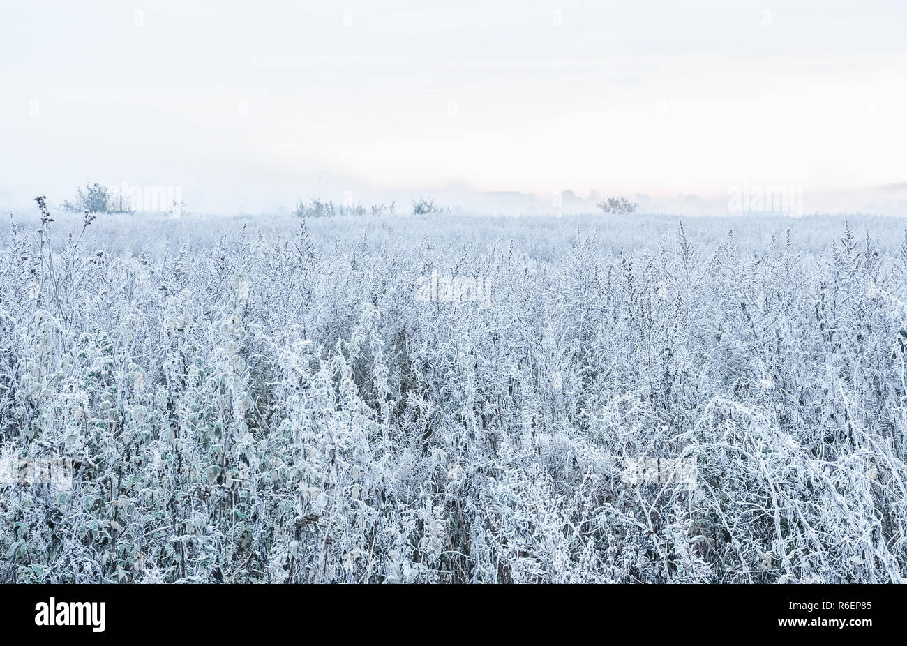 Snow covered field sky foggy weather bush hi-res stock photography and ...