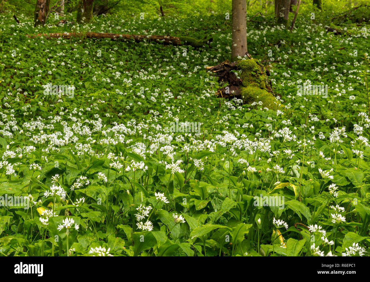 wild garlic bloom in ammerschlucht Stock Photo - Alamy