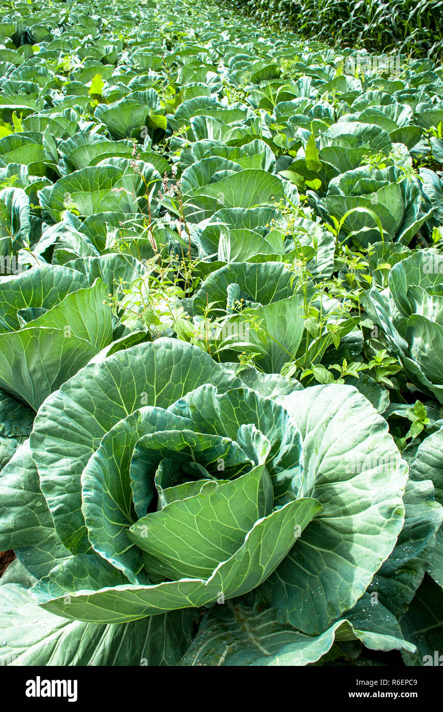 Cabbage field in Brazil Stock Photo - Alamy