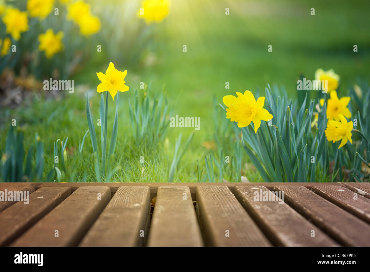 Spring flowers and wooden deck in morning sunlight background Stock ...