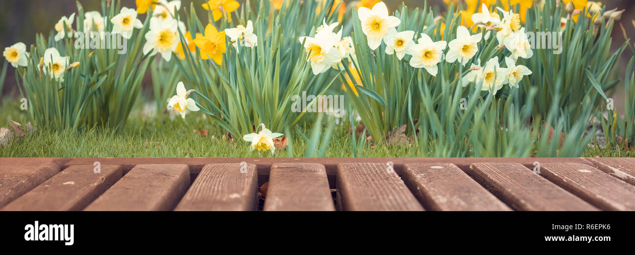 Spring flowers and wooden deck in morning sunlight background Stock ...